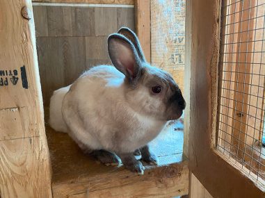 Rabbits – Little Parrot Farm